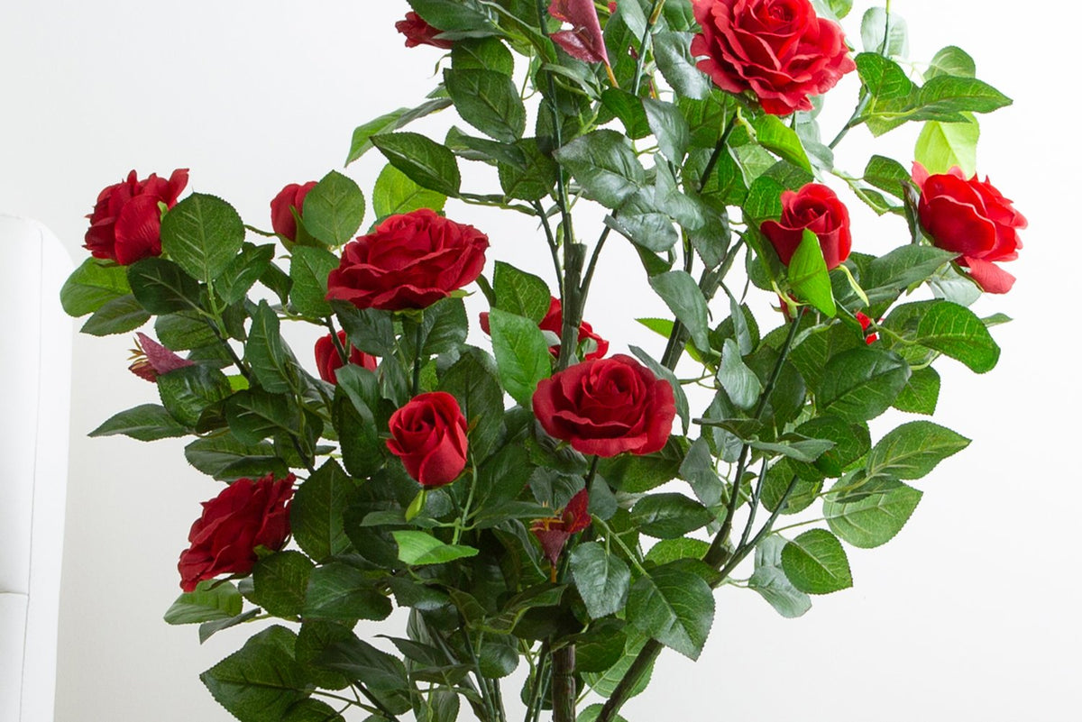 Rose Trees and Bushes | Closer2Nature