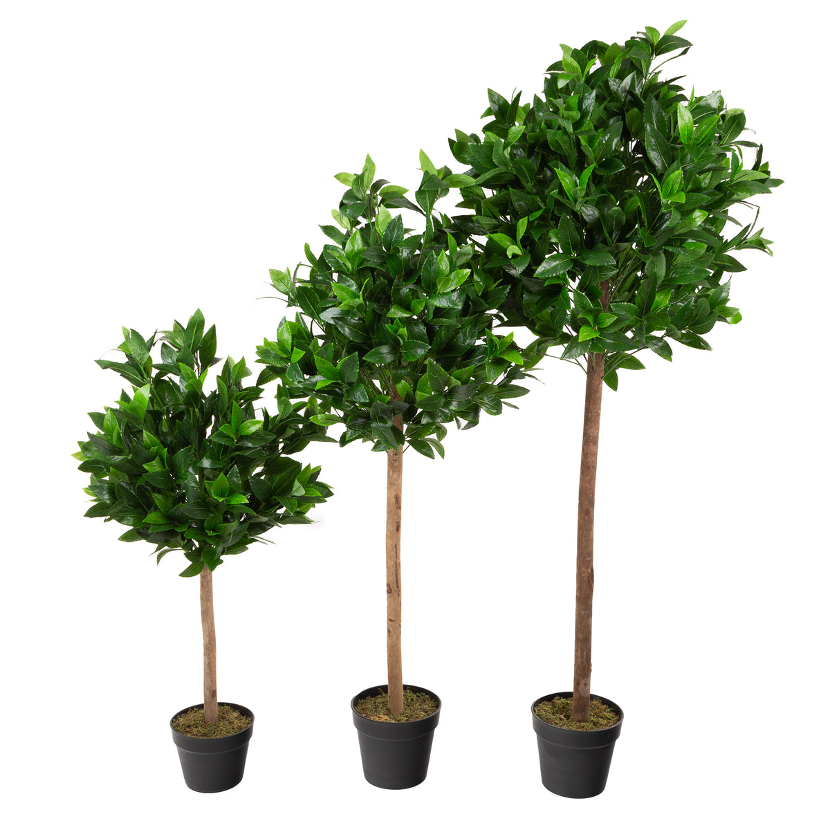 Artificial Bay Tree | Closer2Nature