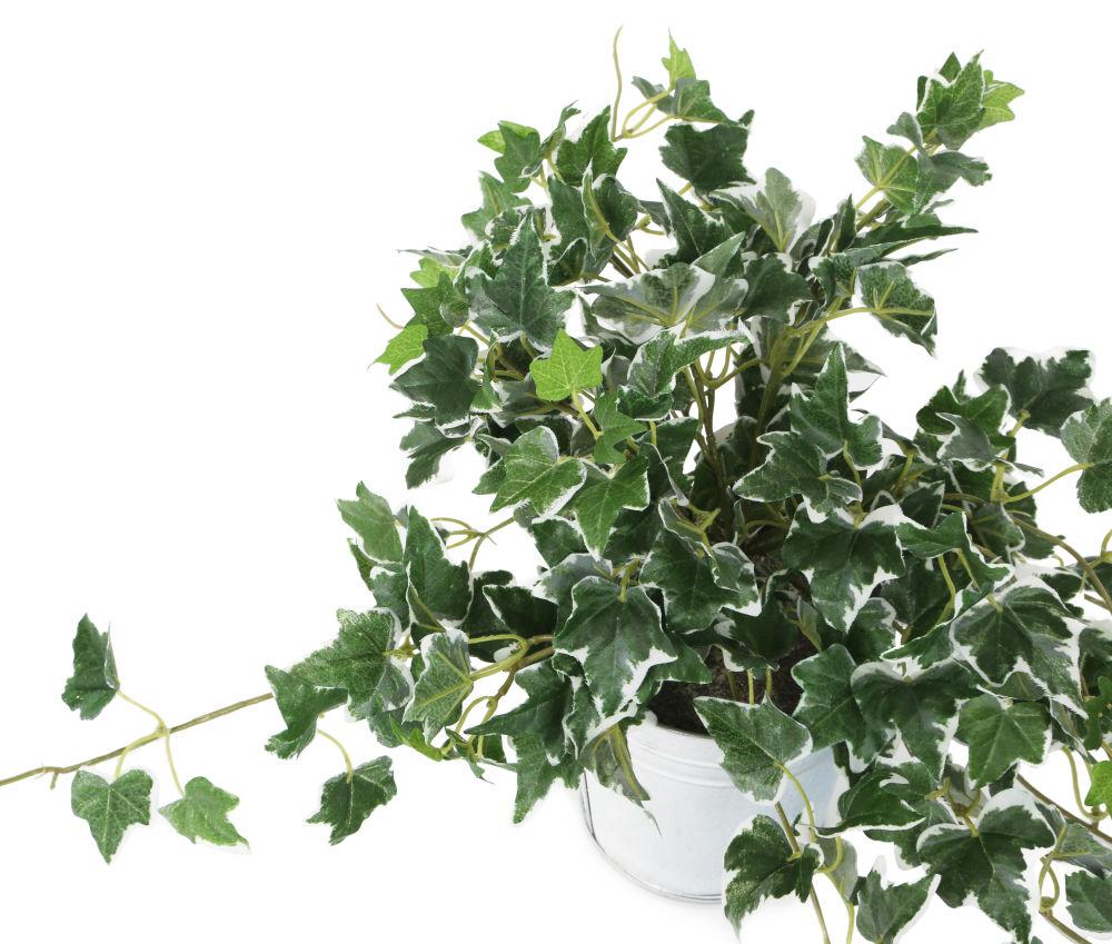 Artificial 57cm Variegated Ivy Plug Plant | Closer2Nature